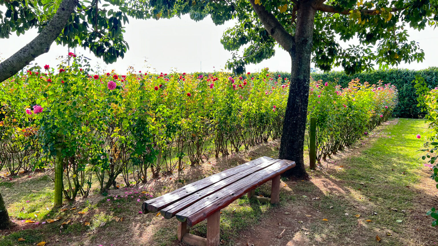 Bloemen Park: Conheça o Parque das Flores de Holambra