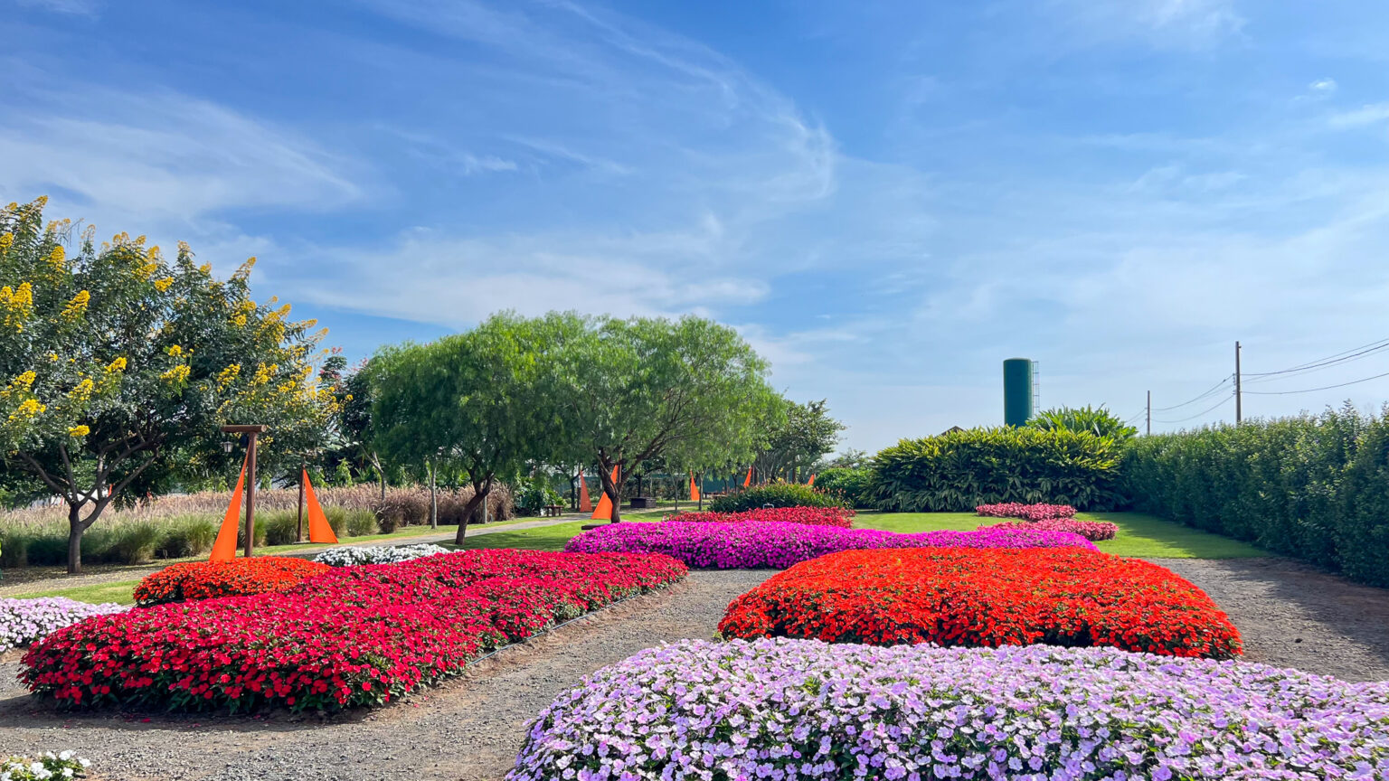 Bloemen Park: Conheça o Parque das Flores de Holambra