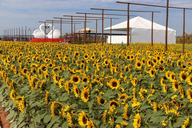 Expoflora 2024: tudo sobre a Festa das Flores de Holambra